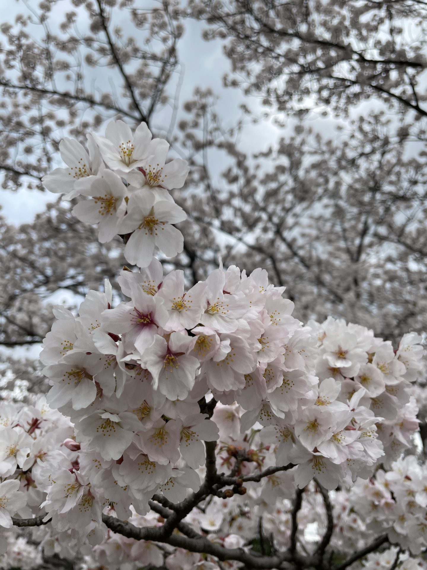 新年度スタート！！ – SPAID